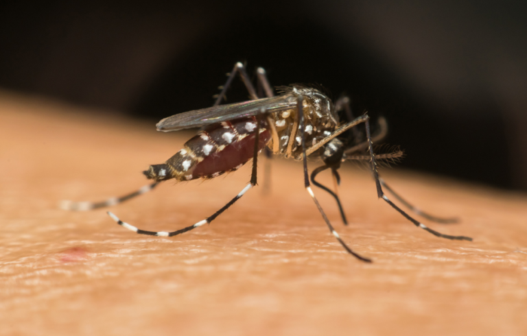 Zika Transmission from infected Aedes aegypti mosquitoes - What you ...